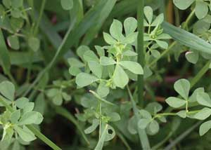 The Food Plot Doctor: Mini Food Plots The Johnny Appleseed Way ...