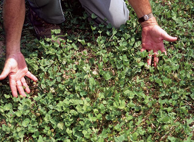 The Food Plot Doctor: Mini Food Plots The Johnny Appleseed Way ...