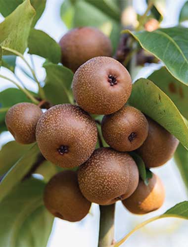 Plant Pear Trees For Deer | Whitetails Unlimited