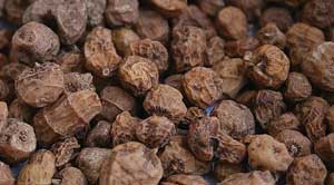 The Food Plot Doctor: Chufa For Wild Turkey | Whitetails Unlimited