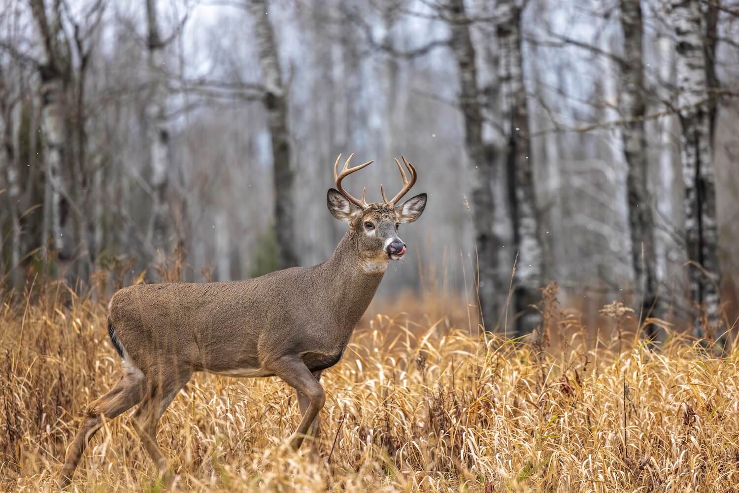 Media Resources | Whitetails Unlimited