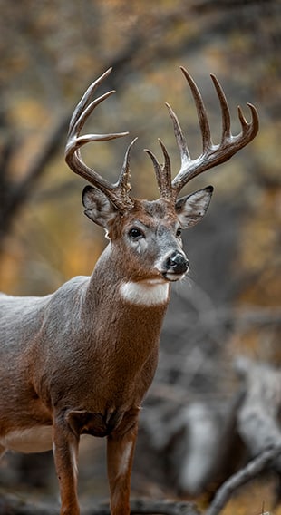 Greencastle IA Chapter Banquet | Whitetails Unlimited