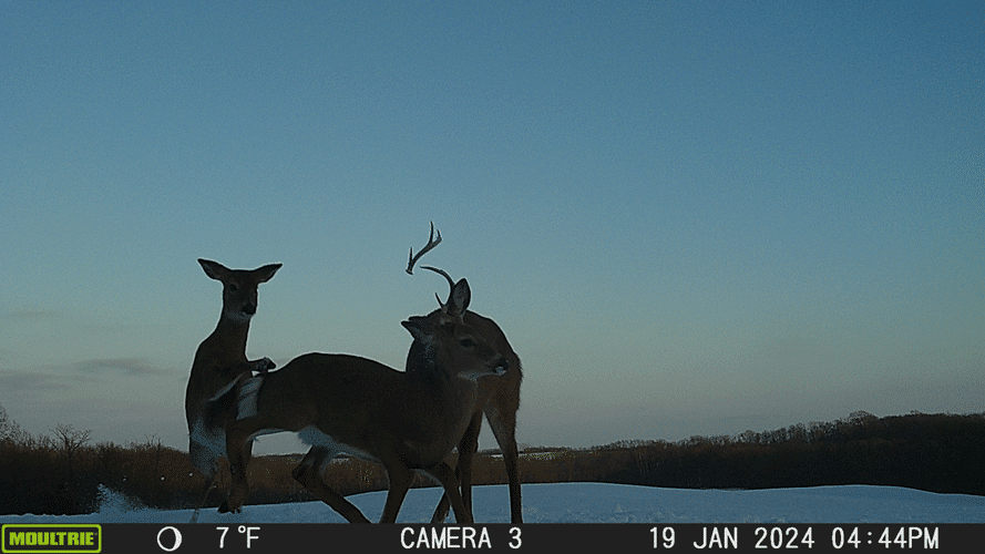 2024 Trail Camera Contest Winners | Whitetails Unlimited